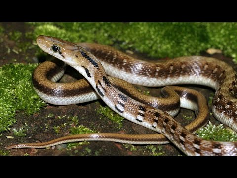 Common Trinket Snake information.. Marathi: Taskar, Hindi: Alankrat Saap, Gujarati: રૂપસુંદરી
