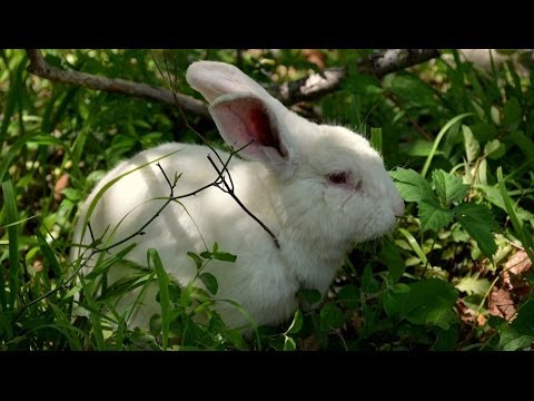 Backyard Free Range Rabbits
