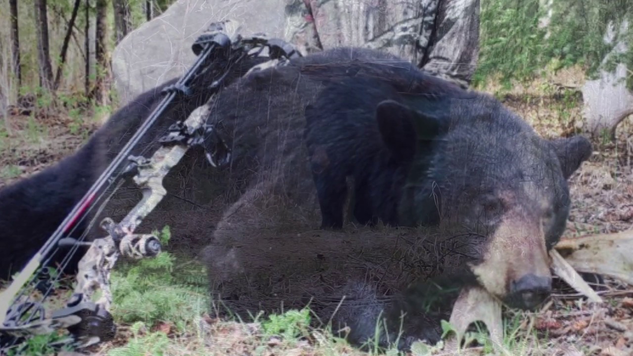 2017 Black Bear Hunt-Slave Lake, Alberta, Canada (Up Close with a Black Bear)