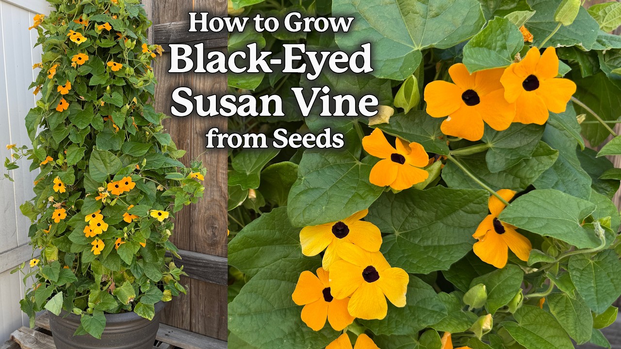 🌼How to Grow Black-Eyed Susan Vine or Thunbergia from Seed in Pots🌼 Easy Guide for Stunning Blooms!