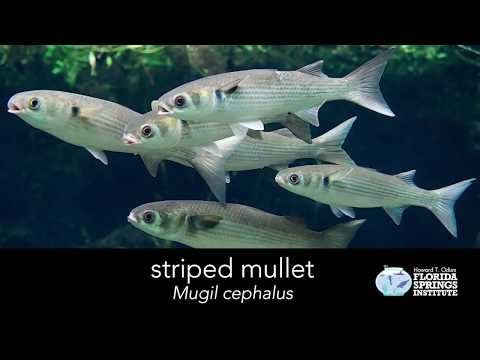 Mullet Fish Jumping Out Of Water