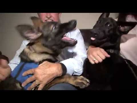 K9 Police Dog Training