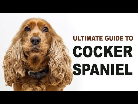 Everything You Need to Know About Cocker Spaniel - Habits, Behavior, Foods, Parenting Pros and Cons