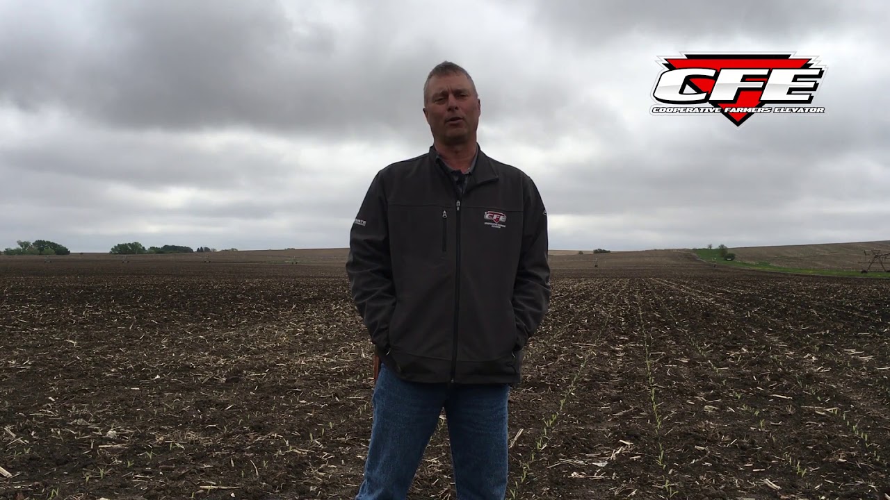 Corn Herbicide Timing