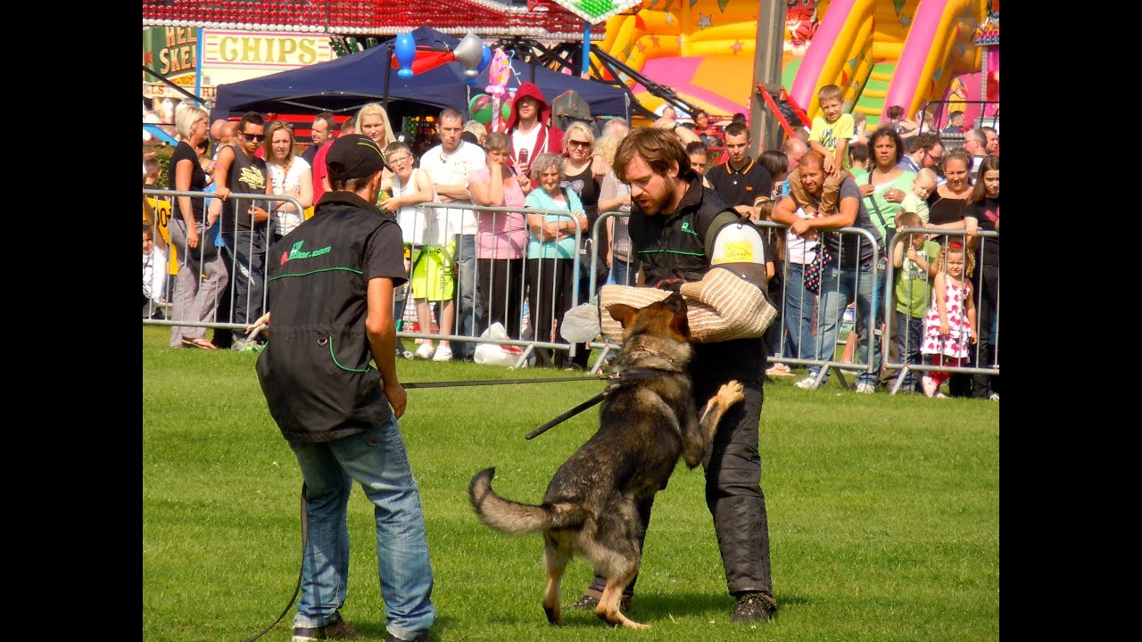 Schutzhund in Action Working Dog Show