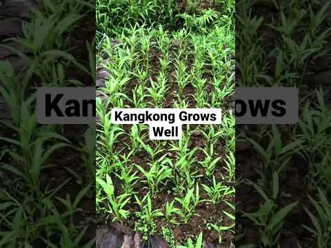 How to Grow and Cook Water Spinach (Kangkong): A Delicious and Nutritious Guide