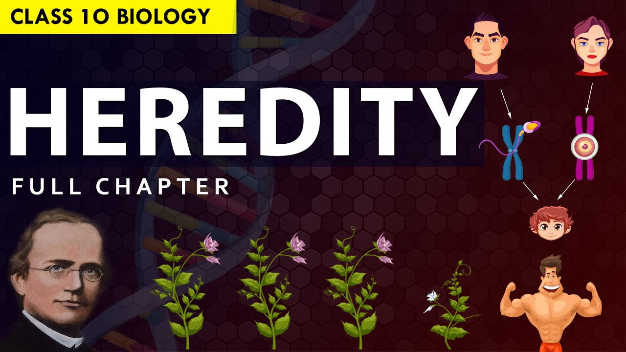 Understanding Heredity and Evolution: A Comprehensive Guide | Galaxy.ai