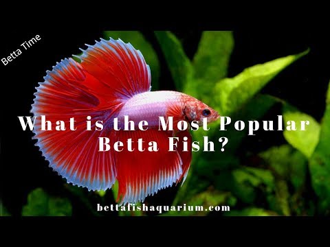 What is the Most Popular Betta Fish?