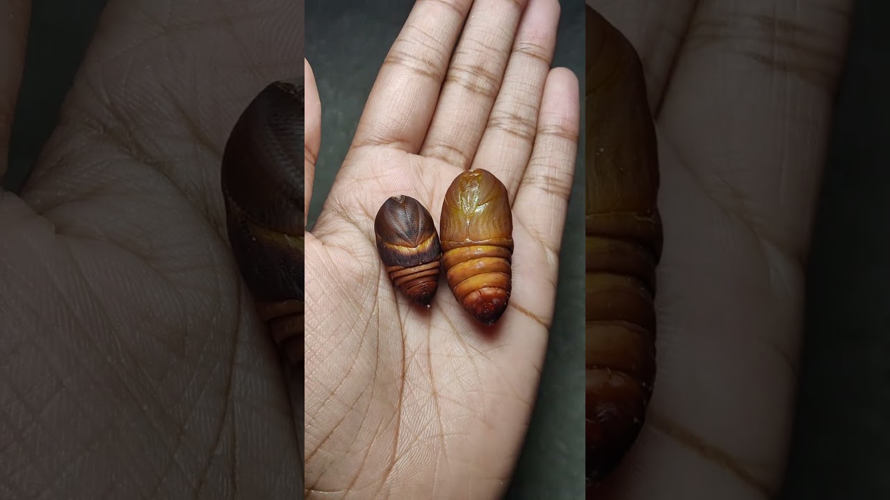 Male & Female Polyphemus Moth Pupae: Our largest and smallest! #moths #pupa #polyphemusmoths