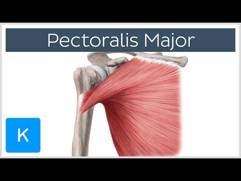 Pectoralis Major Muscle - Function& Origins - Human Anatomy | Kenhub