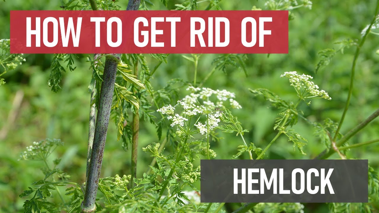 Hemlock Control