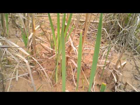 The wealth around us - Wild edibles: Cattail S2E29