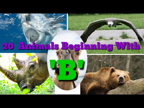 Animals Names Beginning with "B"