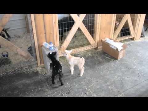 Goat kids playing