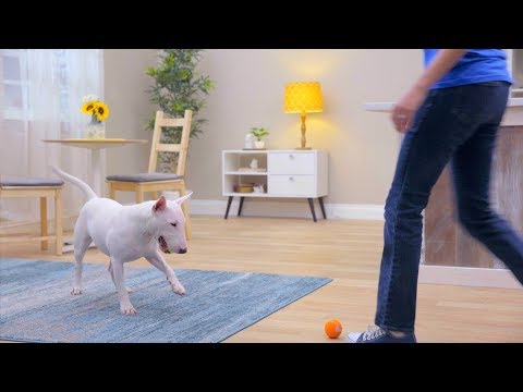 Infinite Pet Supplement For Dogs | Chewy
