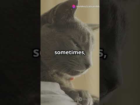 11 Simple Ways to Win Your Cat's Heart !#cats#dogs #food #catfood #shorts #youtube