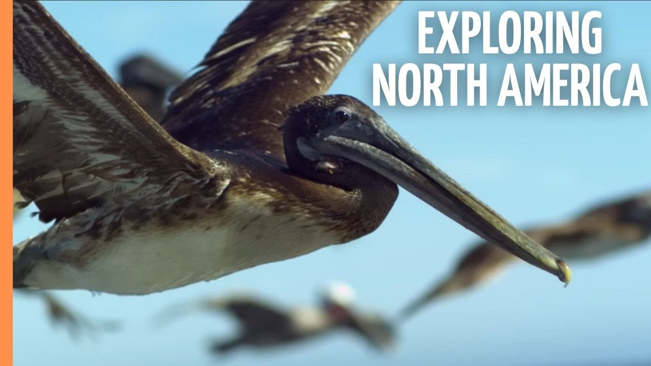 Exploring North America's Diverse Sonoran Desert | Full Documentary