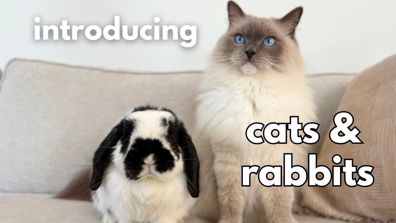 How I would introduce a cat and a bunny