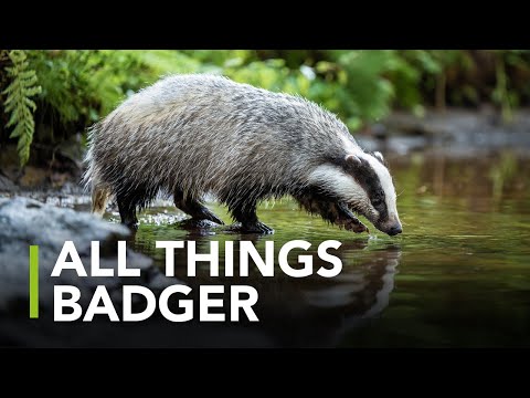 Badgers On Development Sites