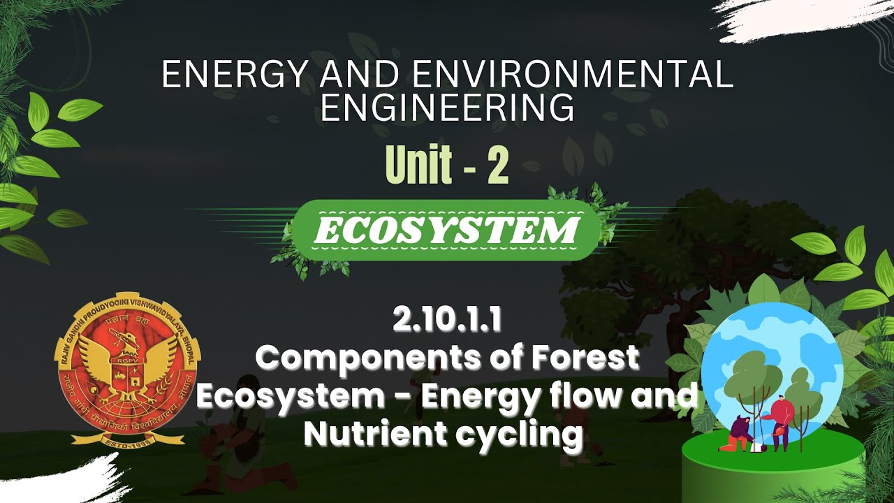 Understanding the Components of Forest Ecosystems: Energy Flow and ...
