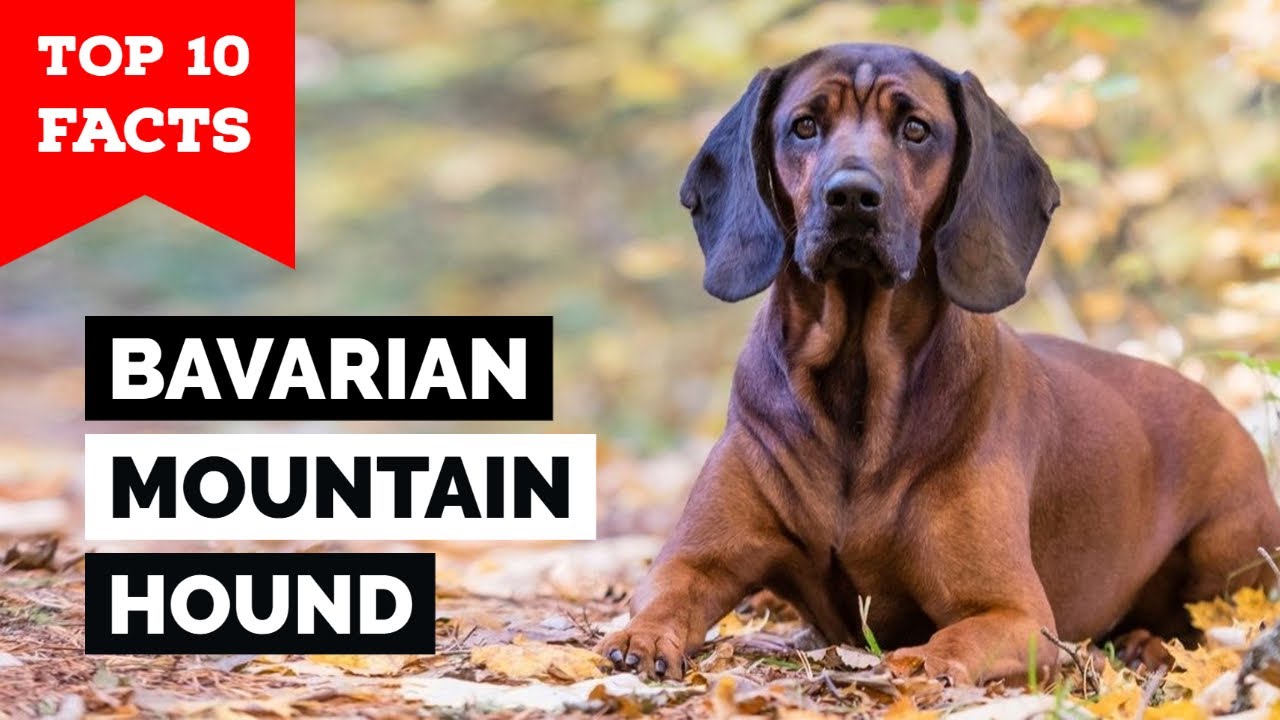 Bavarian Mountain Hound - Top 10 Facts