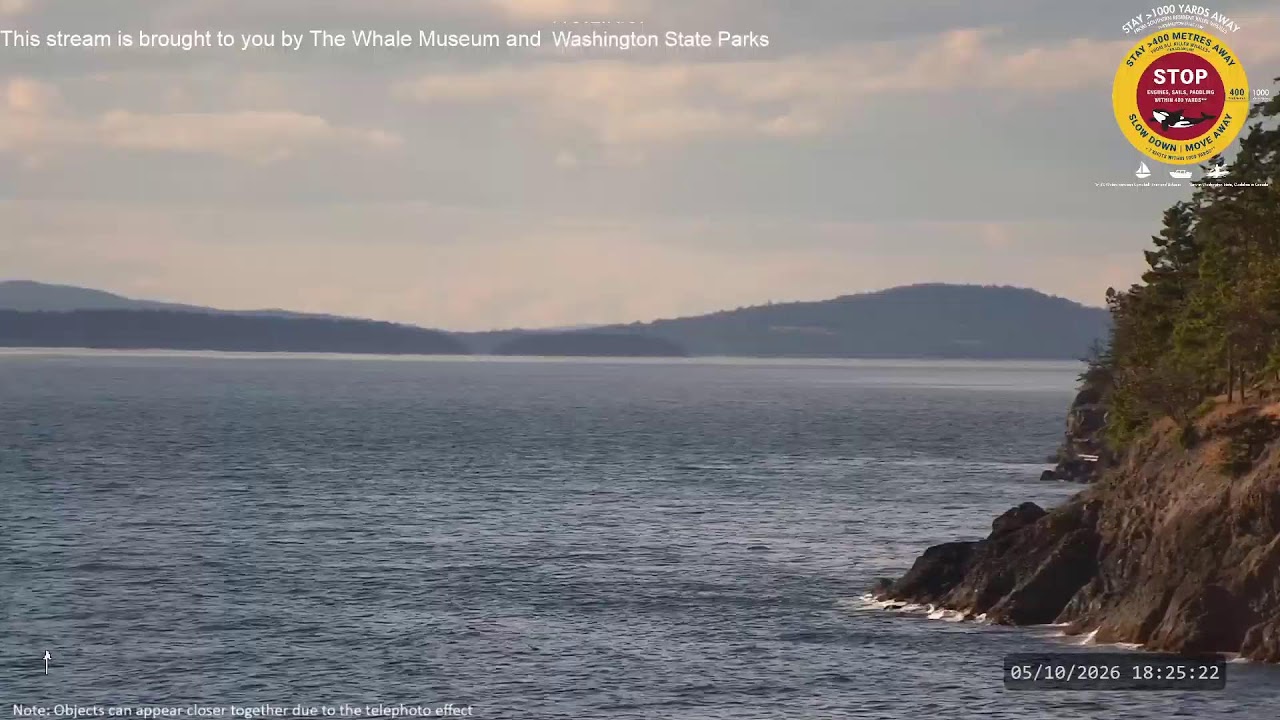 The Whale Museum Live Stream