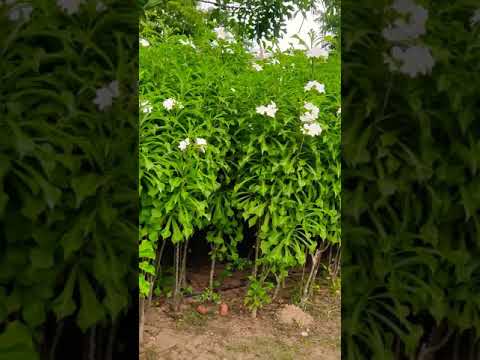 Nag-champa plant@NeelkamalNurseryJpr Jaipur