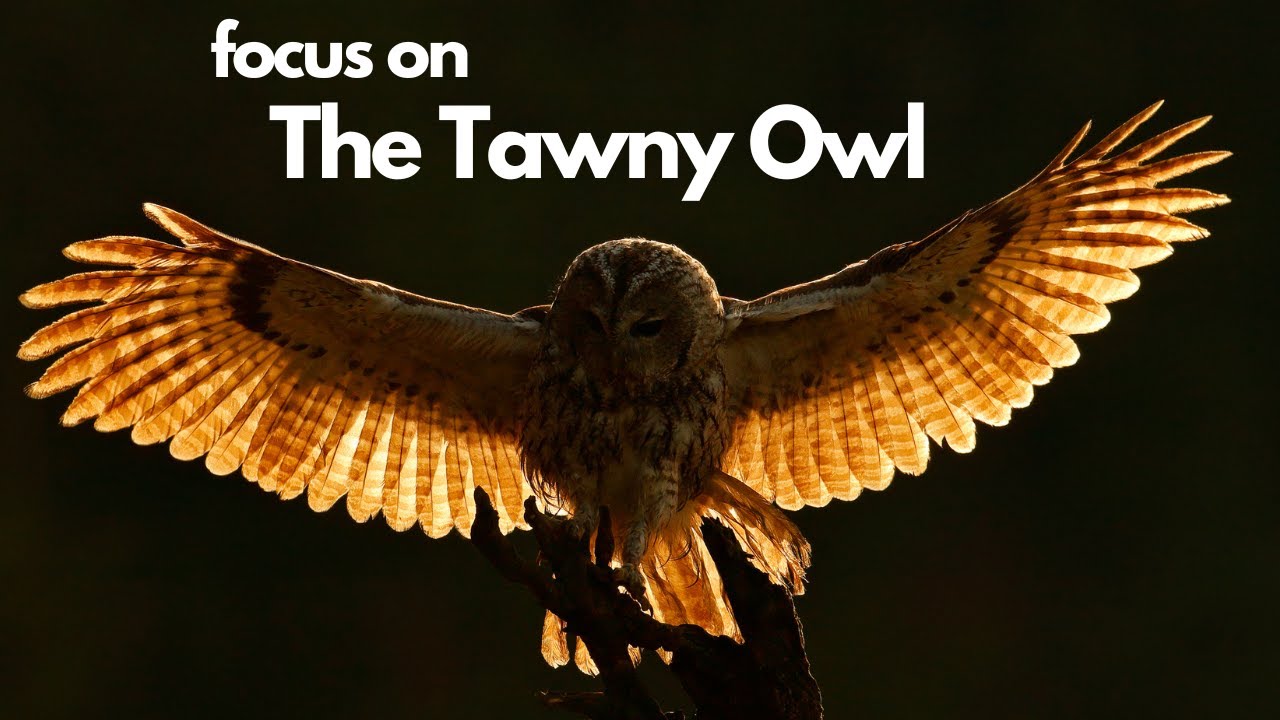 Focus on the Tawny owl - Twit Twoo, the most common owl in the UK