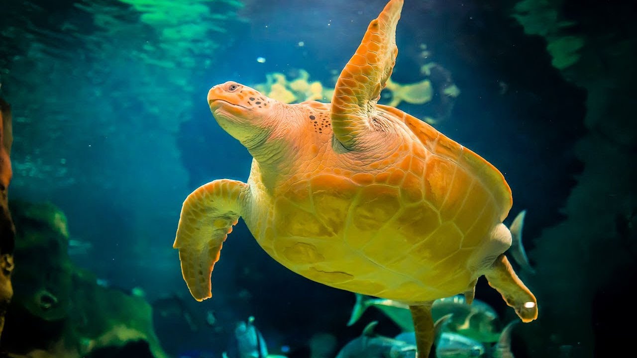How many eggs do turtles lay?
