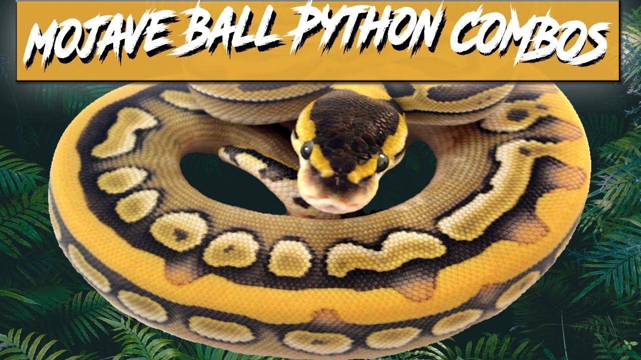 Mojave Ball Python Morph Combos | Jack's Reptiles