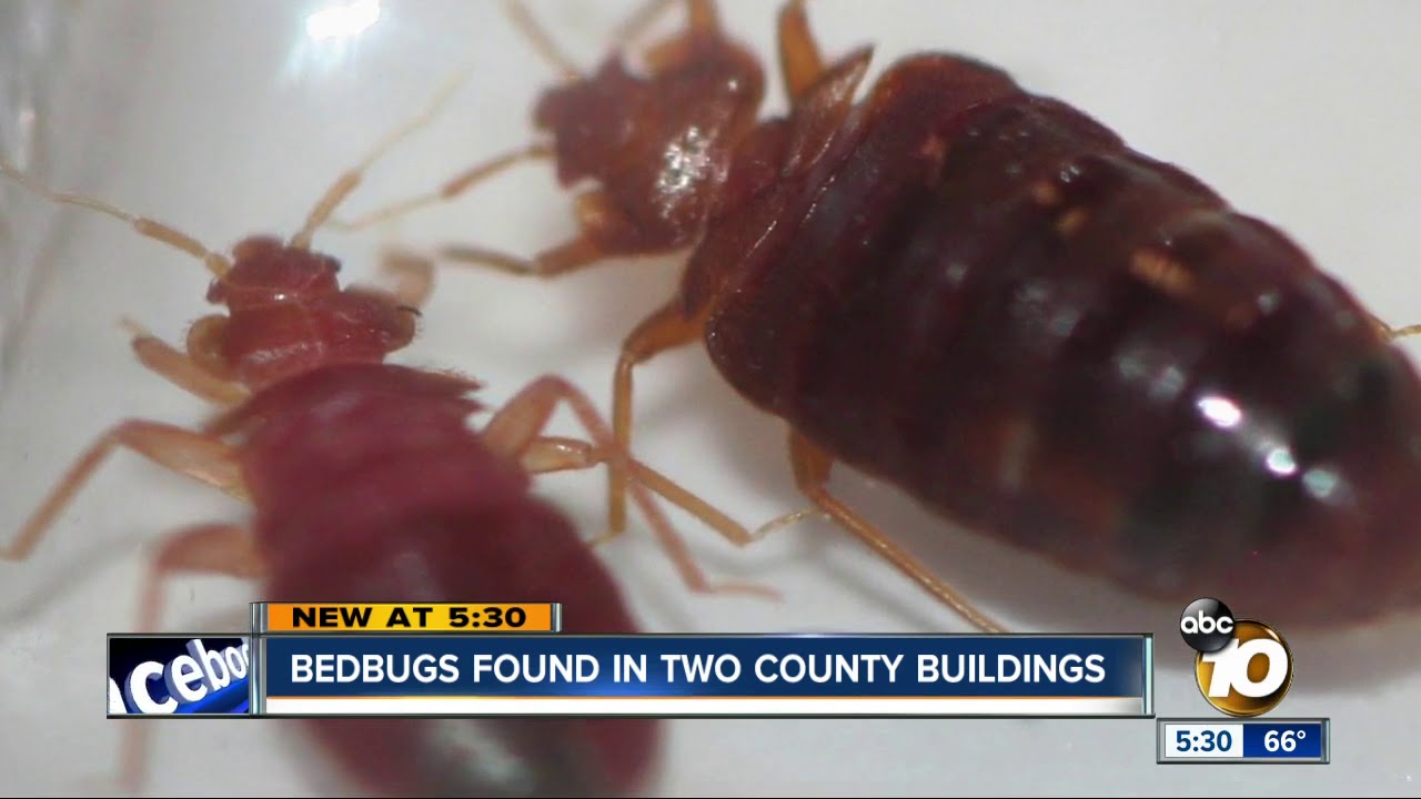 Bedbugs found at two San Diego County buildings