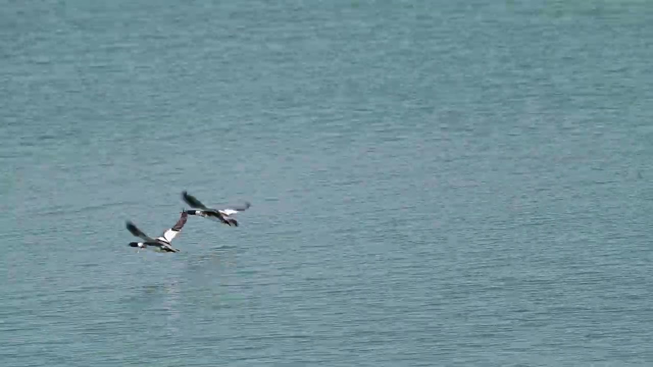 Red Breasted Merganser in flight, Brights Grove, Canada