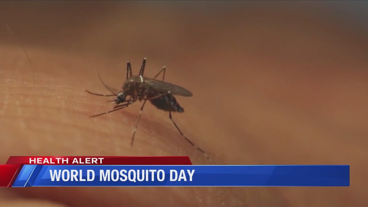 World Mosquito Day