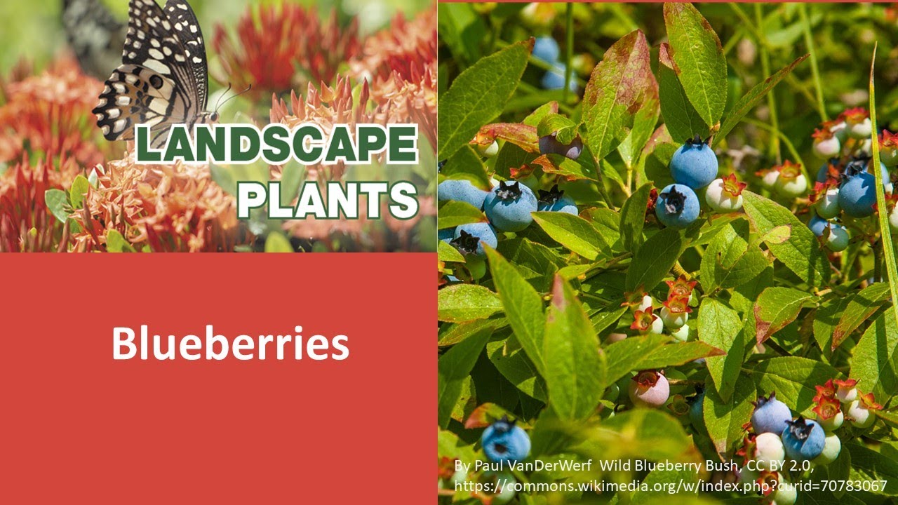 All about Blueberries