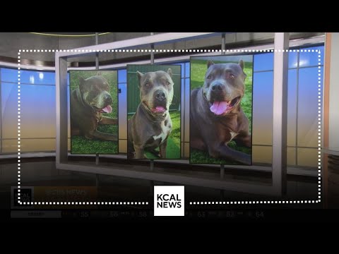 Amada, a 4-year-old pit bull terrior is looking for a forever home | Pet of the Weekend