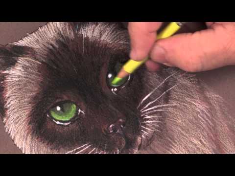Ready to Draw the Purrfect Cat? Colored Pencil Tips You’ll Love – Max ...