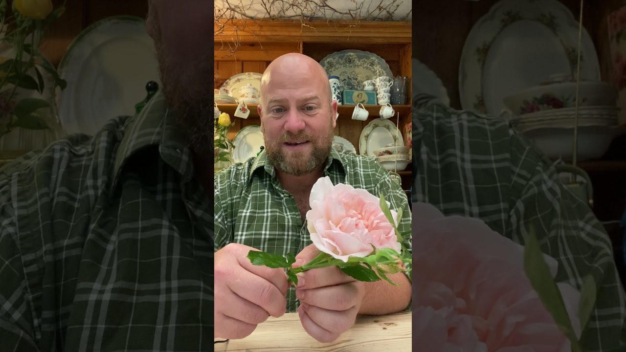 Personal review of rose “Eglantine” from @david_austin_roses #gardenerben