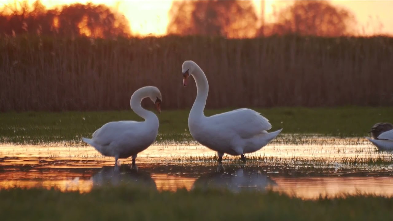 Beautiful White Duck #shorts