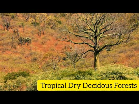 Tropical Dry Decidious Forest