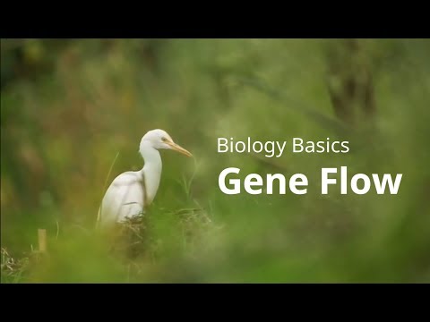 Biology Basics: Gene Flow (Simplified)