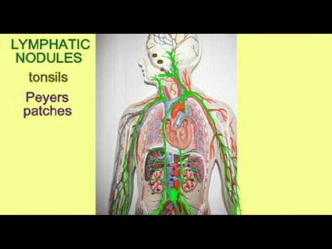 MALT: MUCOSA ASSOCIATED LYMPHATIC TISSUE