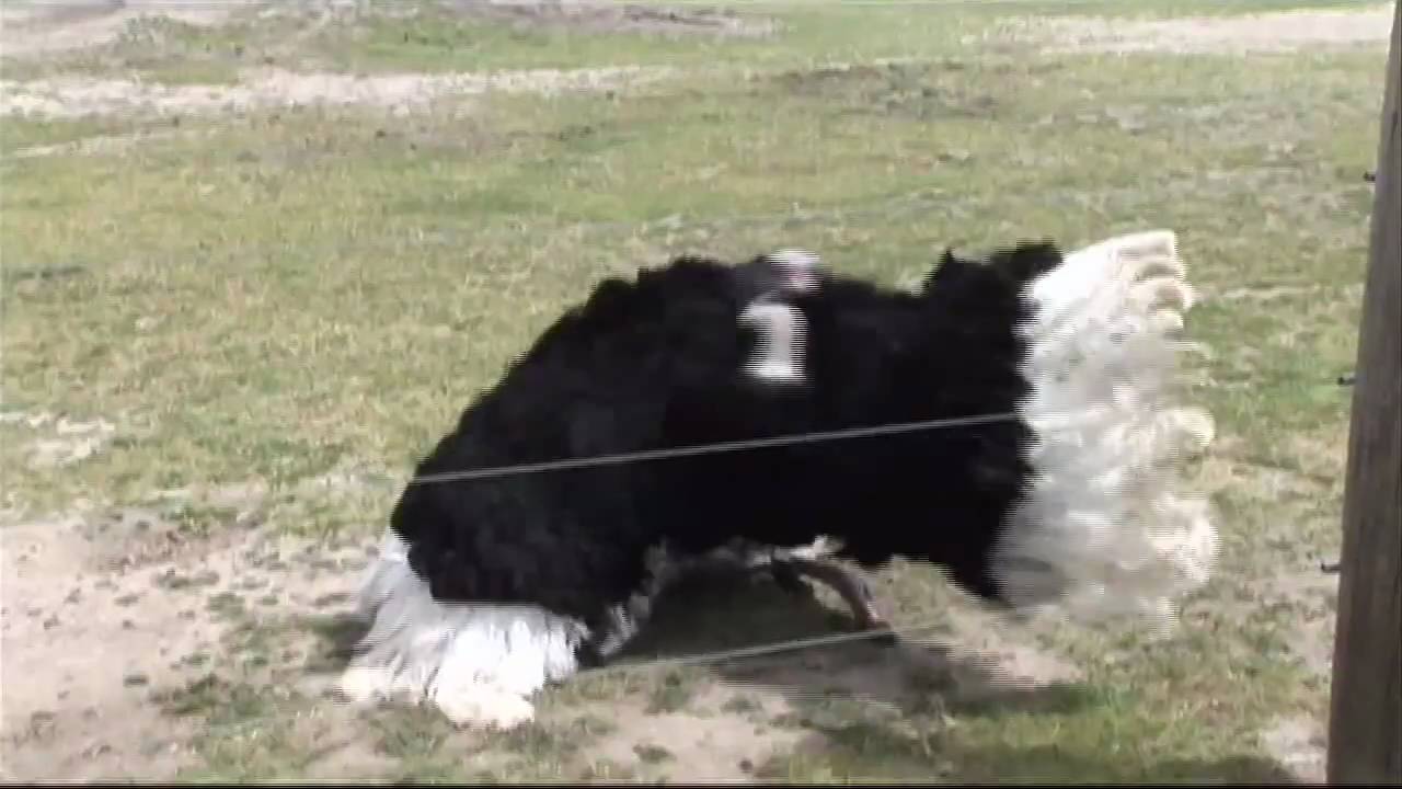 Ostrich Dance