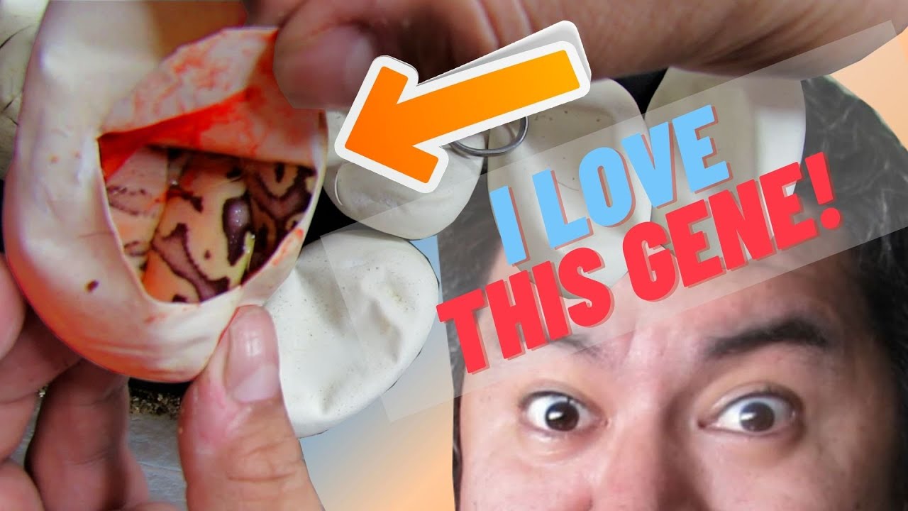 Cutting Ball Python Clutch #4! - Working with New Gene!
