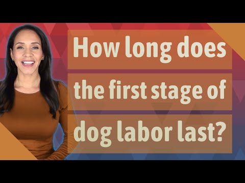 How long does the first stage of dog labor last?