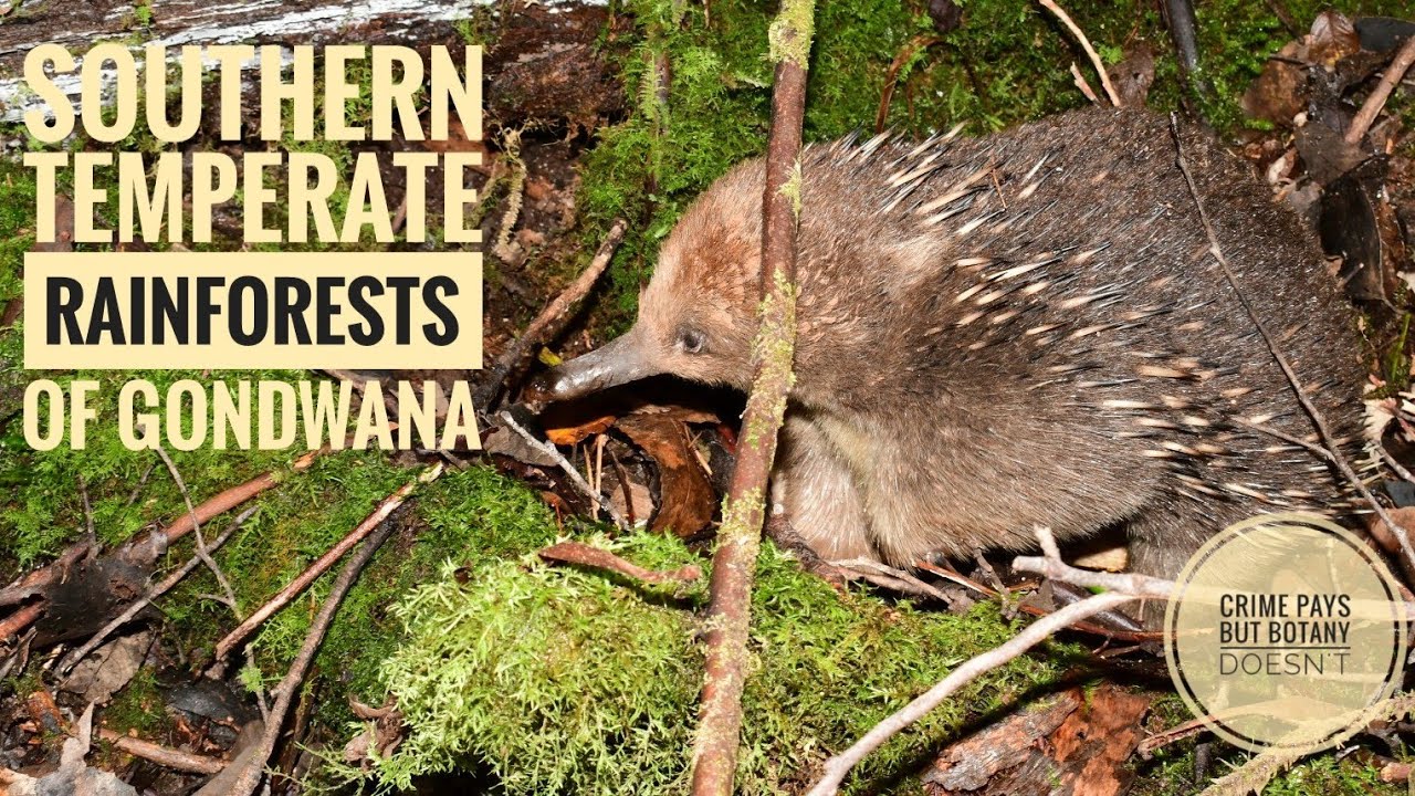 Temperate Rainforests of Tasmania
