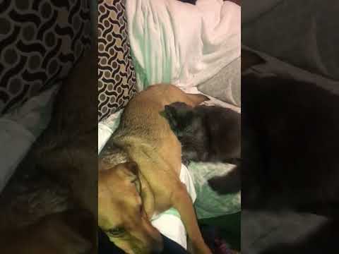 Yes They’re Best Friends! Cute Animals!