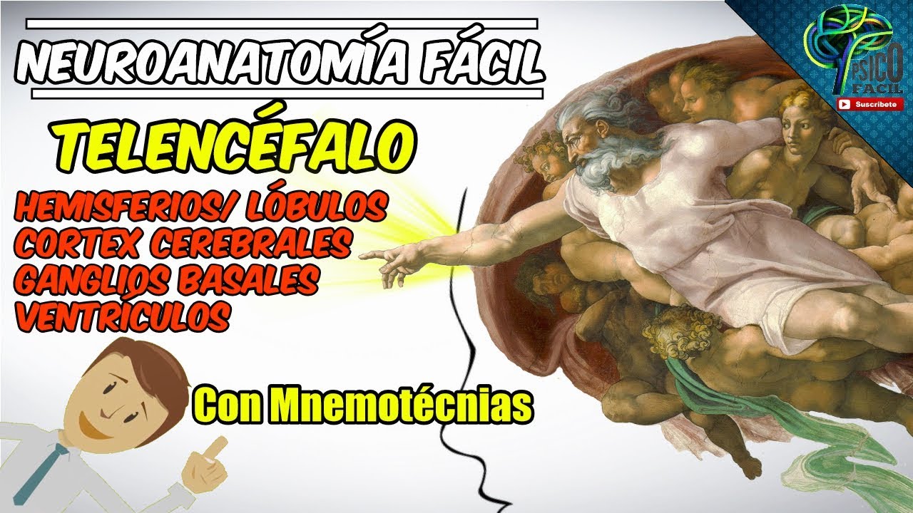 FULL AND EASILY EXPLAINED TELENCEPHALE (LOBULES, CORTEX, BASE GANGLES AND VENTRICLES)