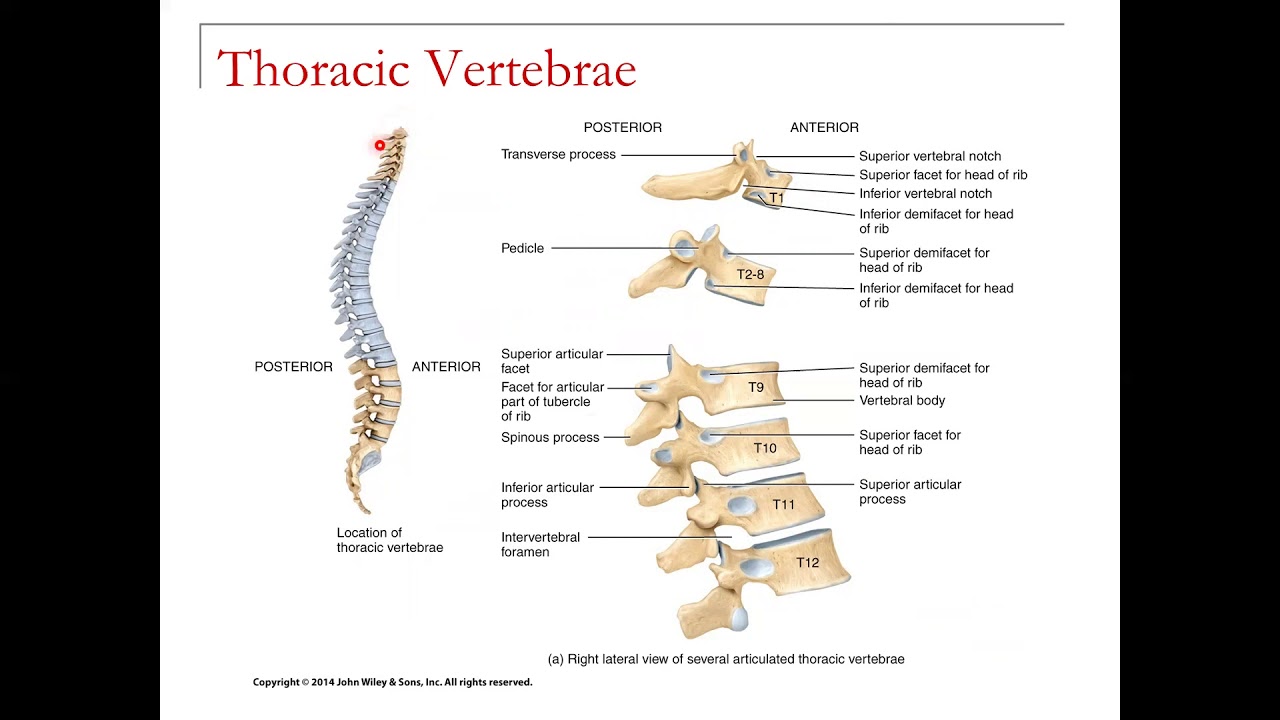 Understanding the Unique Structures of Vertebrae: A Comprehensive Guide ...