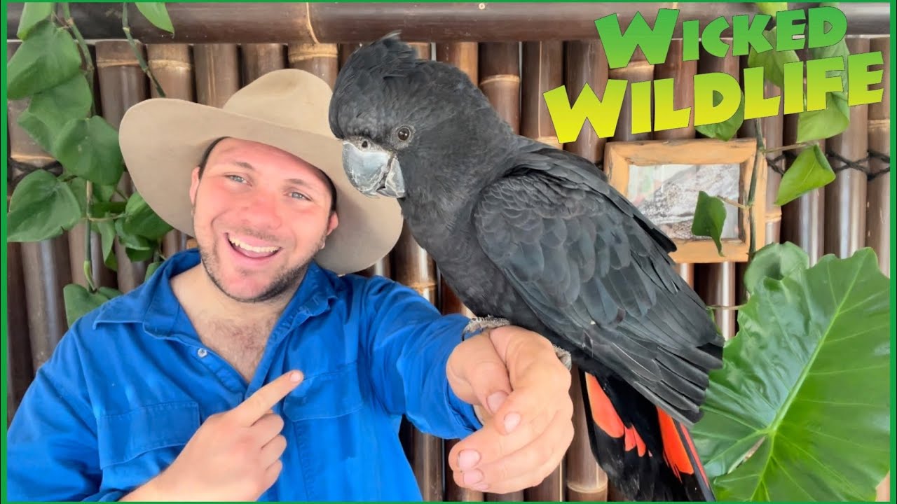 10 Things You Didn’t Know About The Red Tailed Black Cockatoo