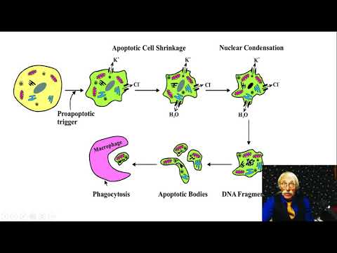 Programmed Cell Death